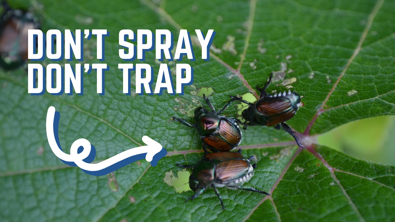 Garden Bugs: Pests vs Beneficial Insects – Videos – Mother Earth News